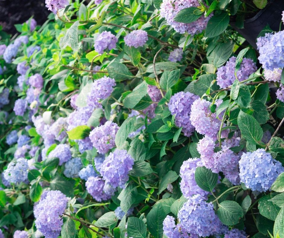 Hydrangeas: The Beautiful Symbol of Japan’s Rainy Season
