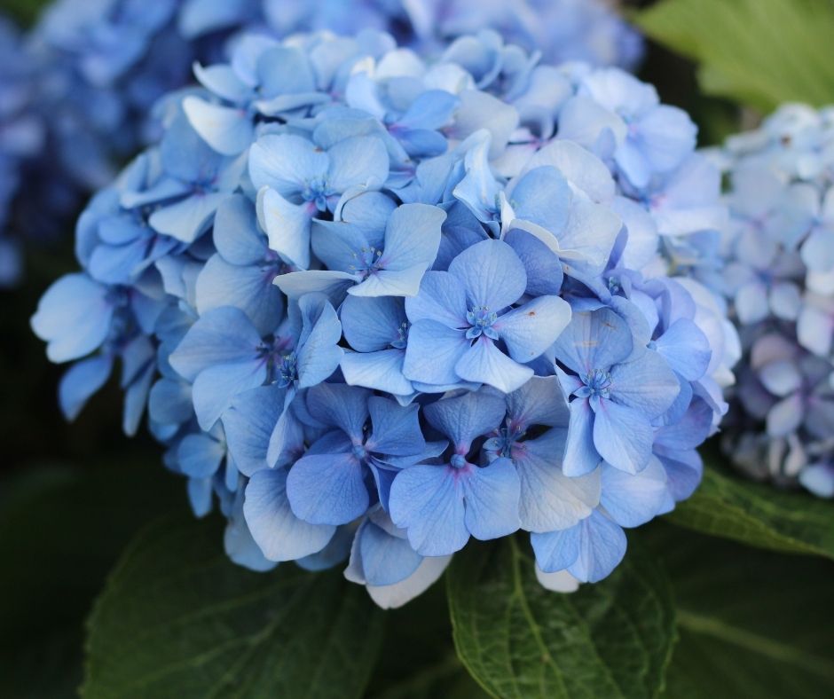 Hydrangeas: The Beautiful Symbol of Japan’s Rainy Season