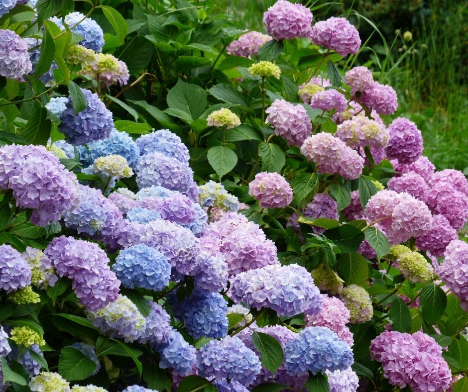 Hydrangeas: The Beautiful Symbol of Japan’s Rainy Season